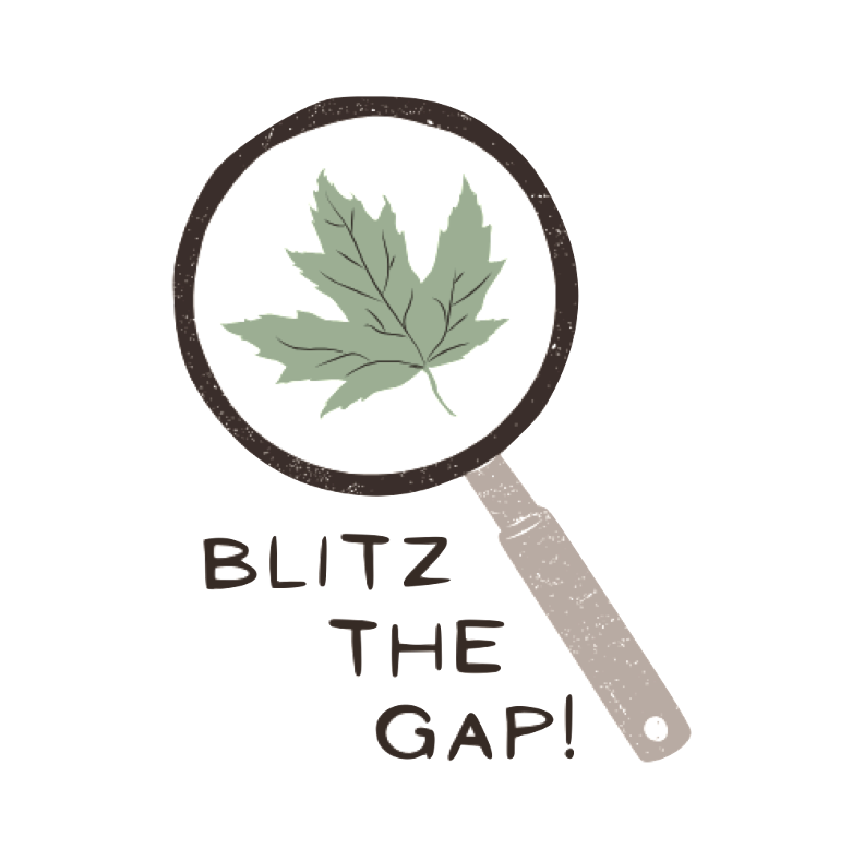Blitz the Gap 2026